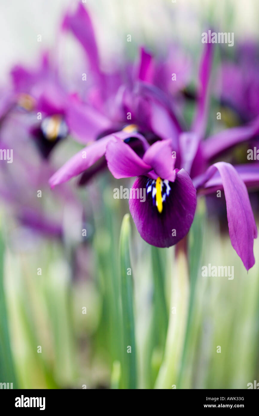 Dwarf Iris 'George' Stock Photo - Alamy