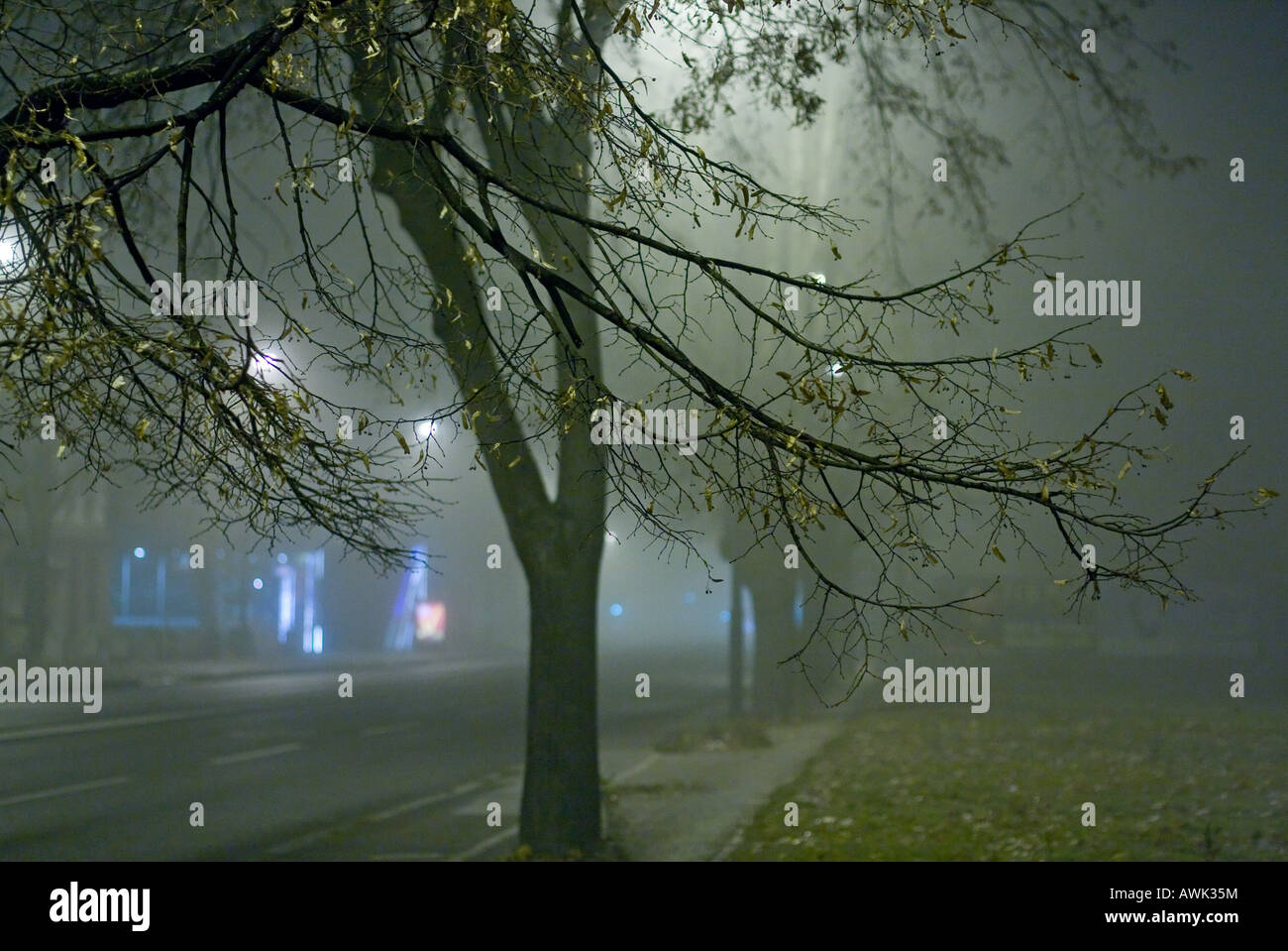 Lonely tree at night Stock Photo - Alamy