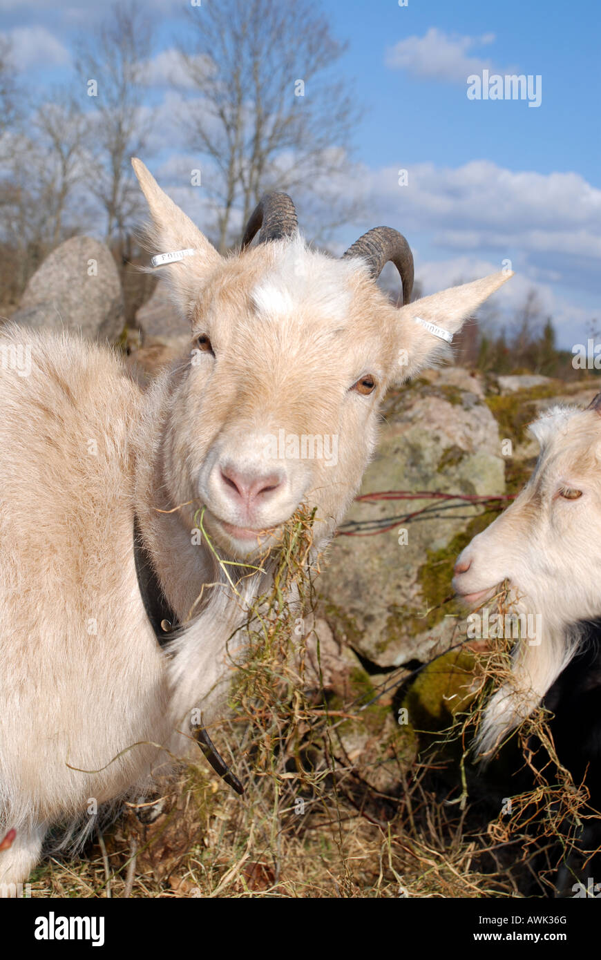 Goat eating hay Stock Photo - Alamy