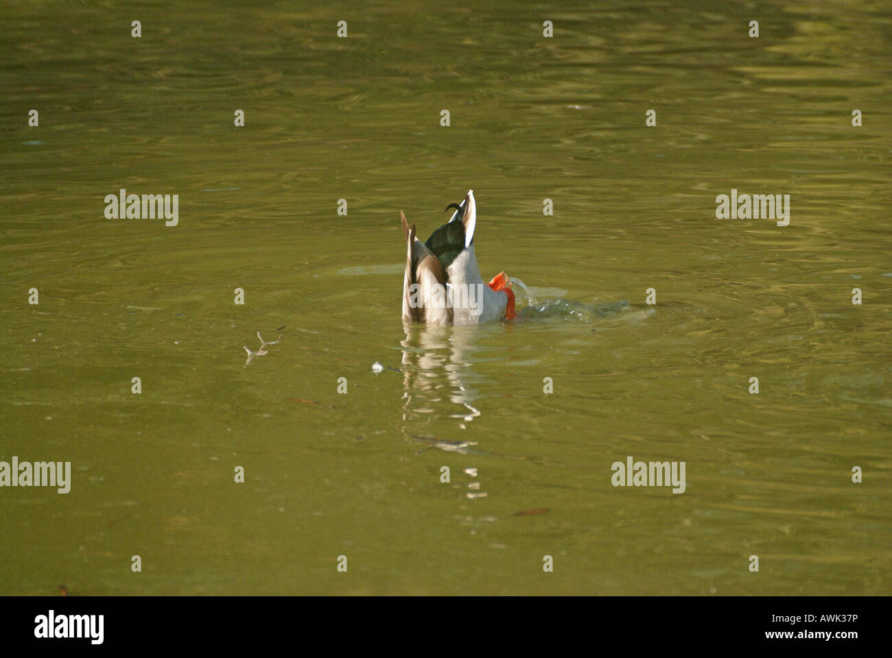 Duck bottoms hi-res stock photography and images - Alamy