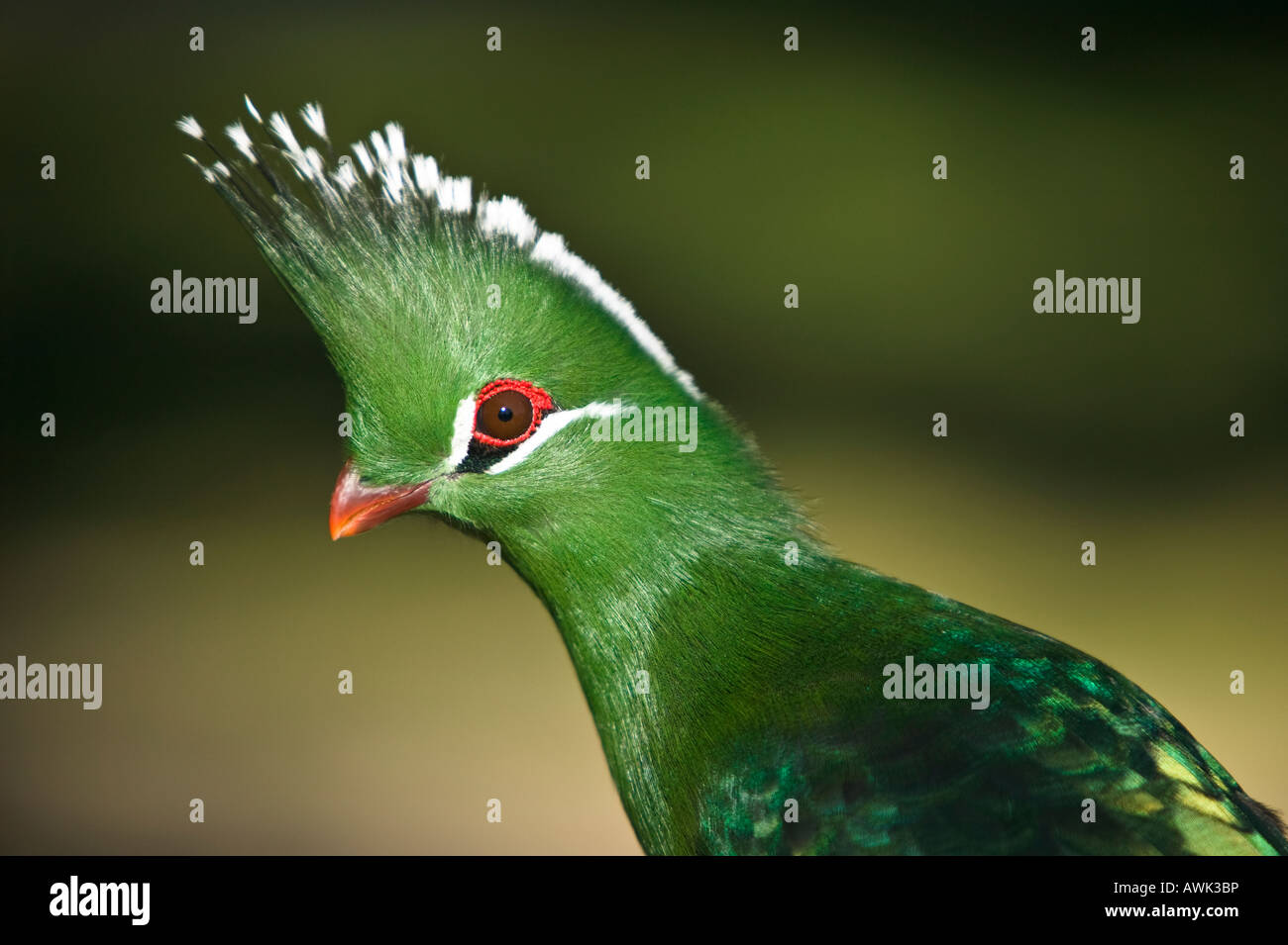 Turace hi-res stock photography and images - Alamy