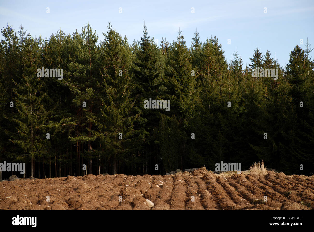 Forest and field Stock Photo - Alamy