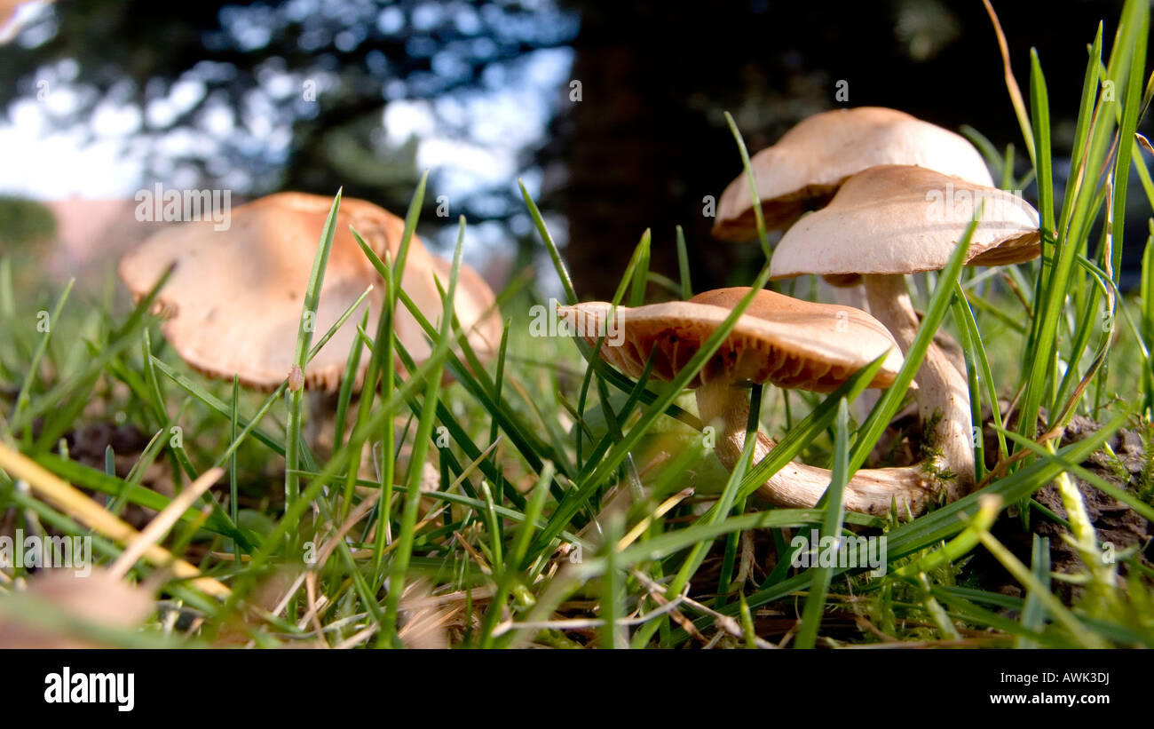 Under a big tree hi-res stock photography and images - Alamy