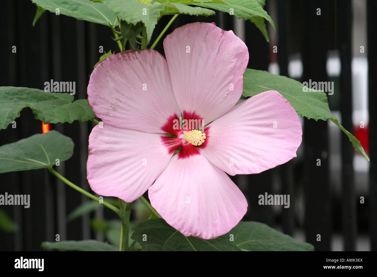 Viola nature hi-res stock photography and images - Alamy