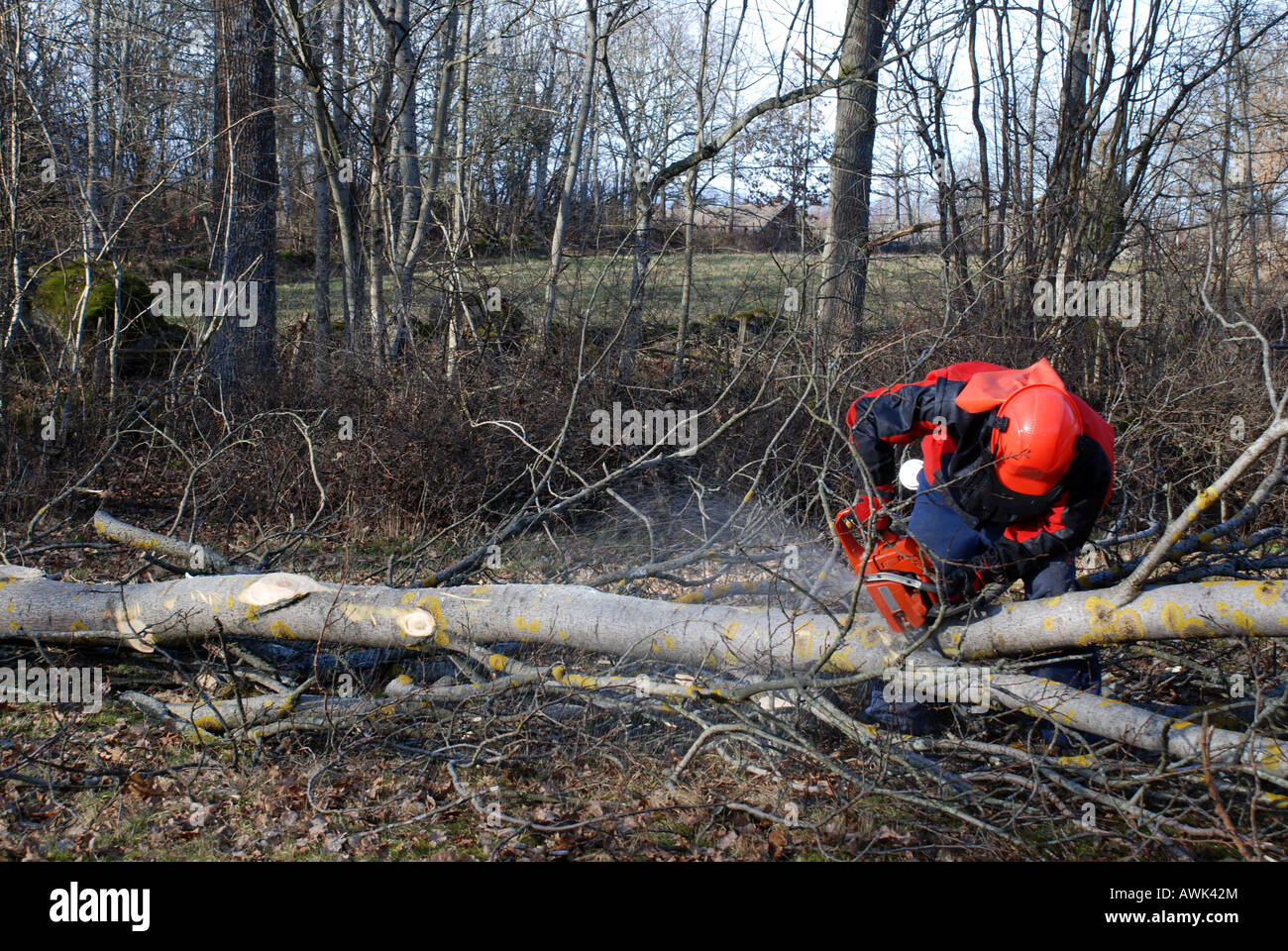 Work with chain saw Stock Photo - Alamy