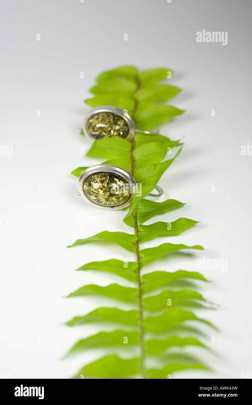 Silver and green ferns hi-res stock photography and images - Alamy