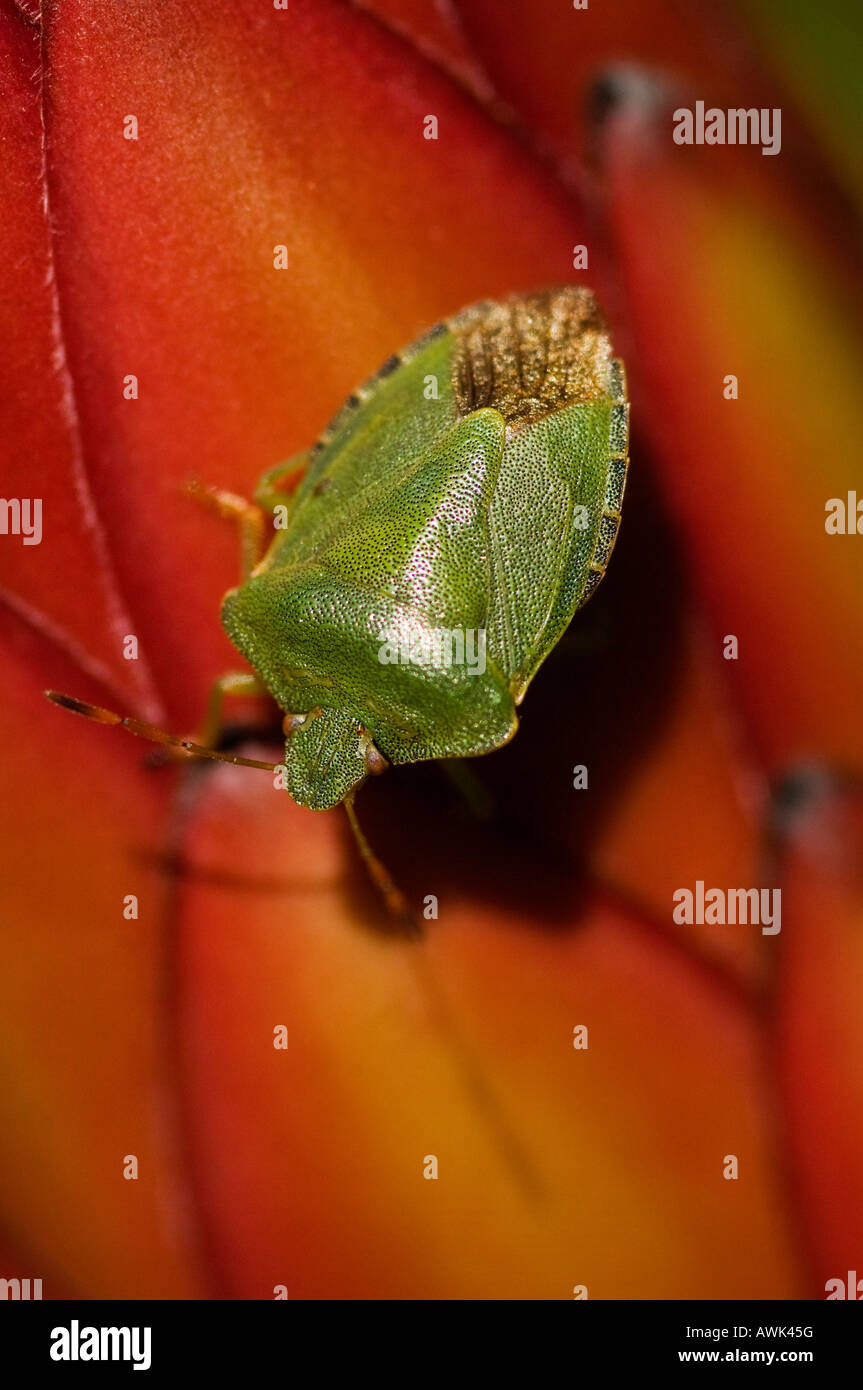 Shield bug on a Protea. Tresco Abbey Gardens, Isles of Scilly Stock ...