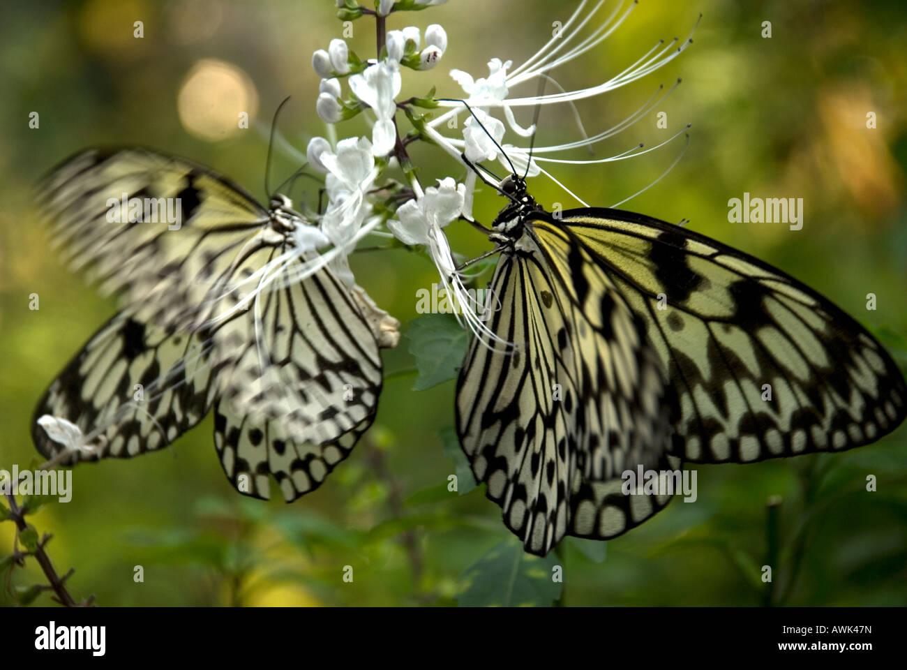 philippines manila Rizal park butterfly enclosure Stock Photo - Alamy