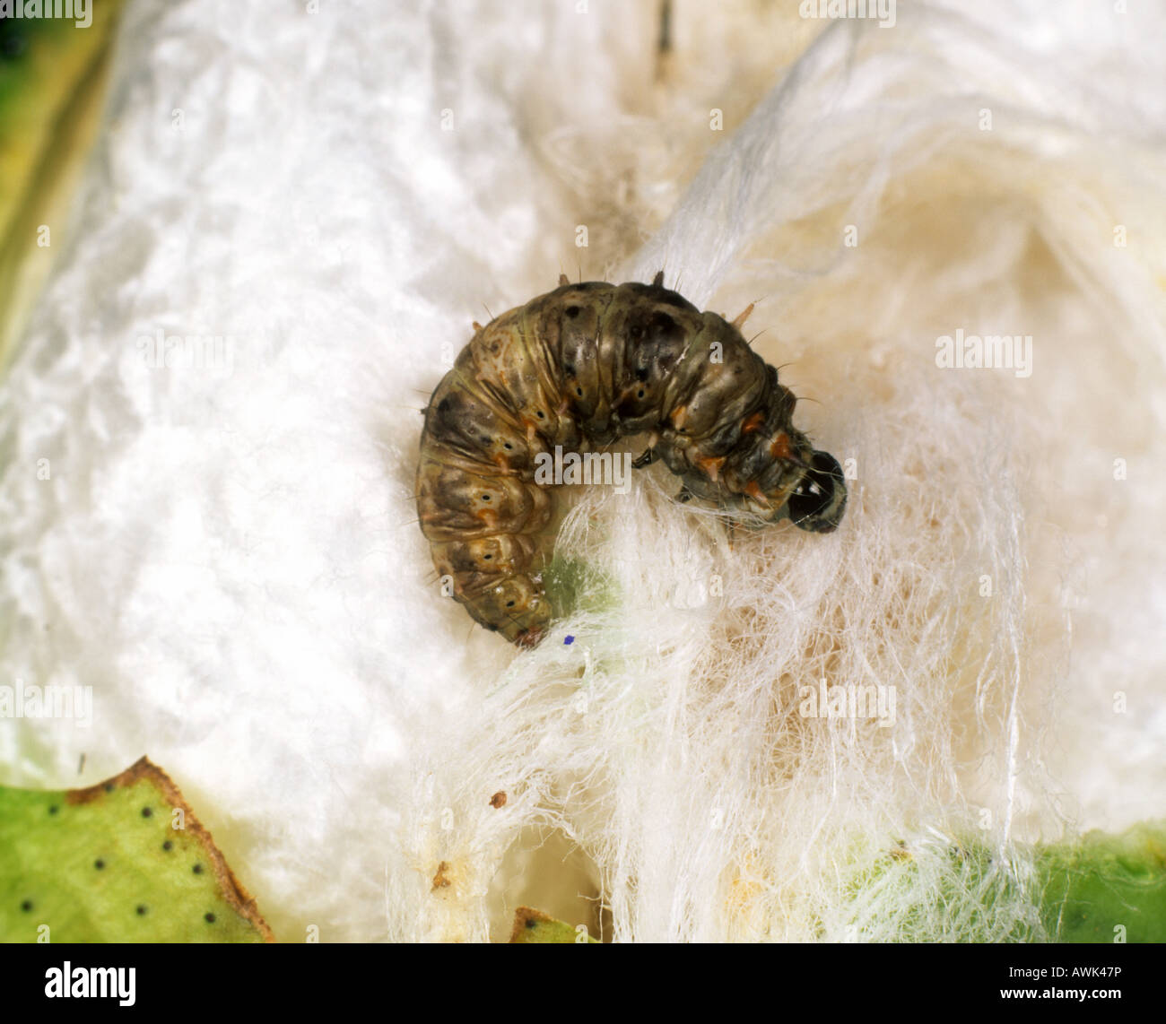 Earias insulana hi-res stock photography and images - Alamy