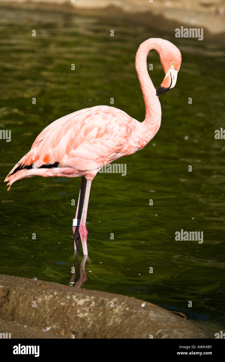 Flamingo San Diego, Zoo California, USA Stock Photo - Alamy