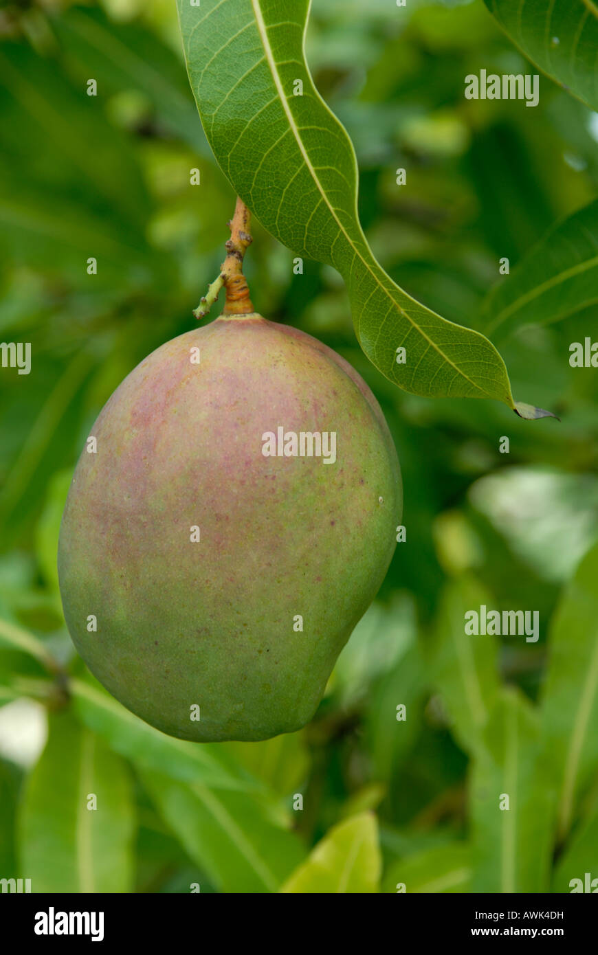 mango growing on a branch Stock Photo - Alamy