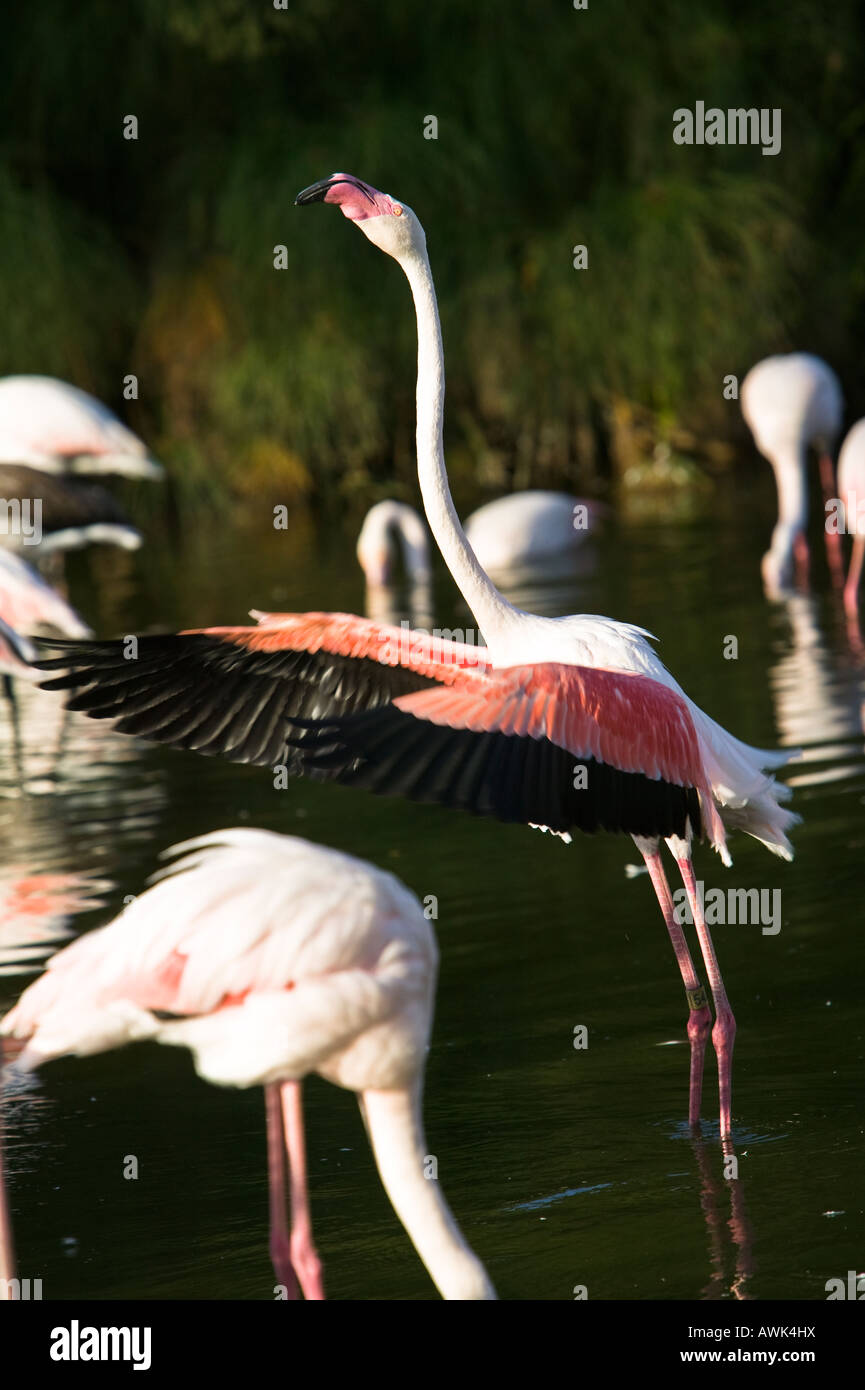 Flamingos San Diego, Wild Animal Park, Escondido, California, USA Stock ...