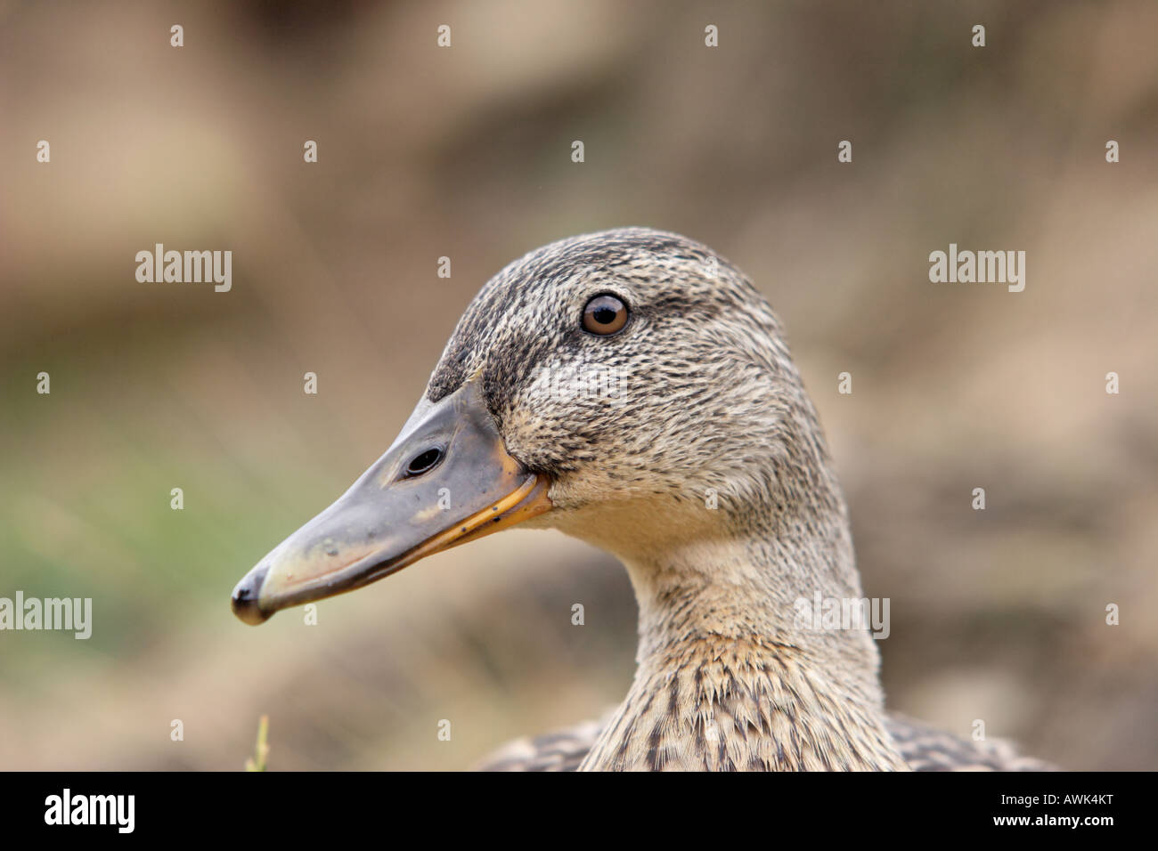 Mallard head hi-res stock photography and images - Alamy