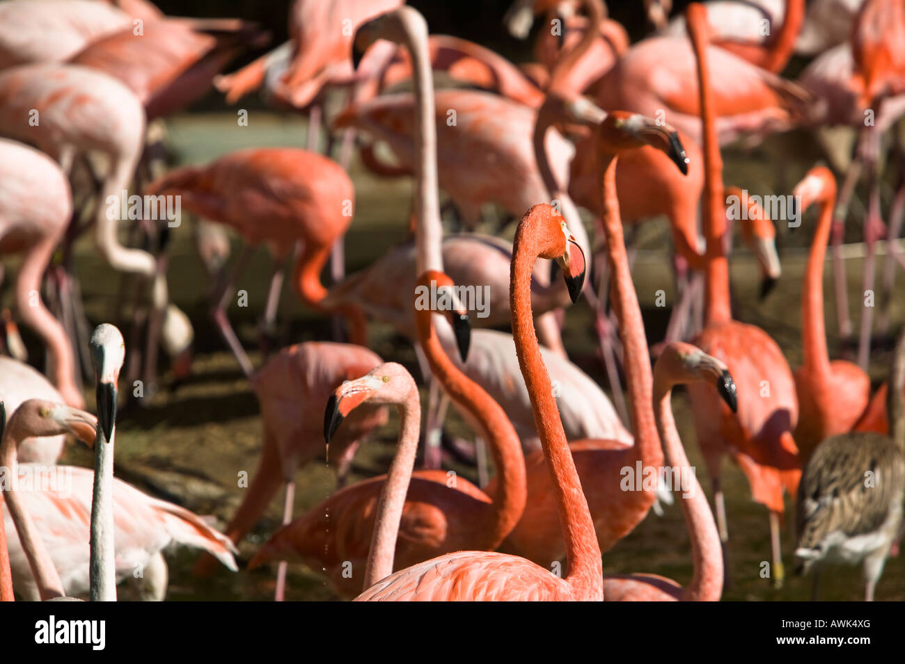 Flamingo San Diego, Zoo California, USA Stock Photo - Alamy
