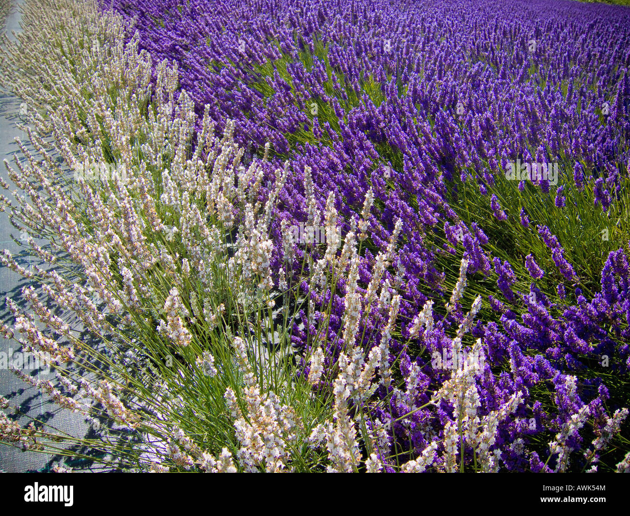 White and purple lavender plants growing in rows at a UK lavender farm ...