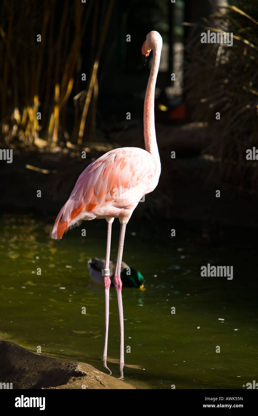 Flamingo San Diego, Zoo California, USA Stock Photo - Alamy