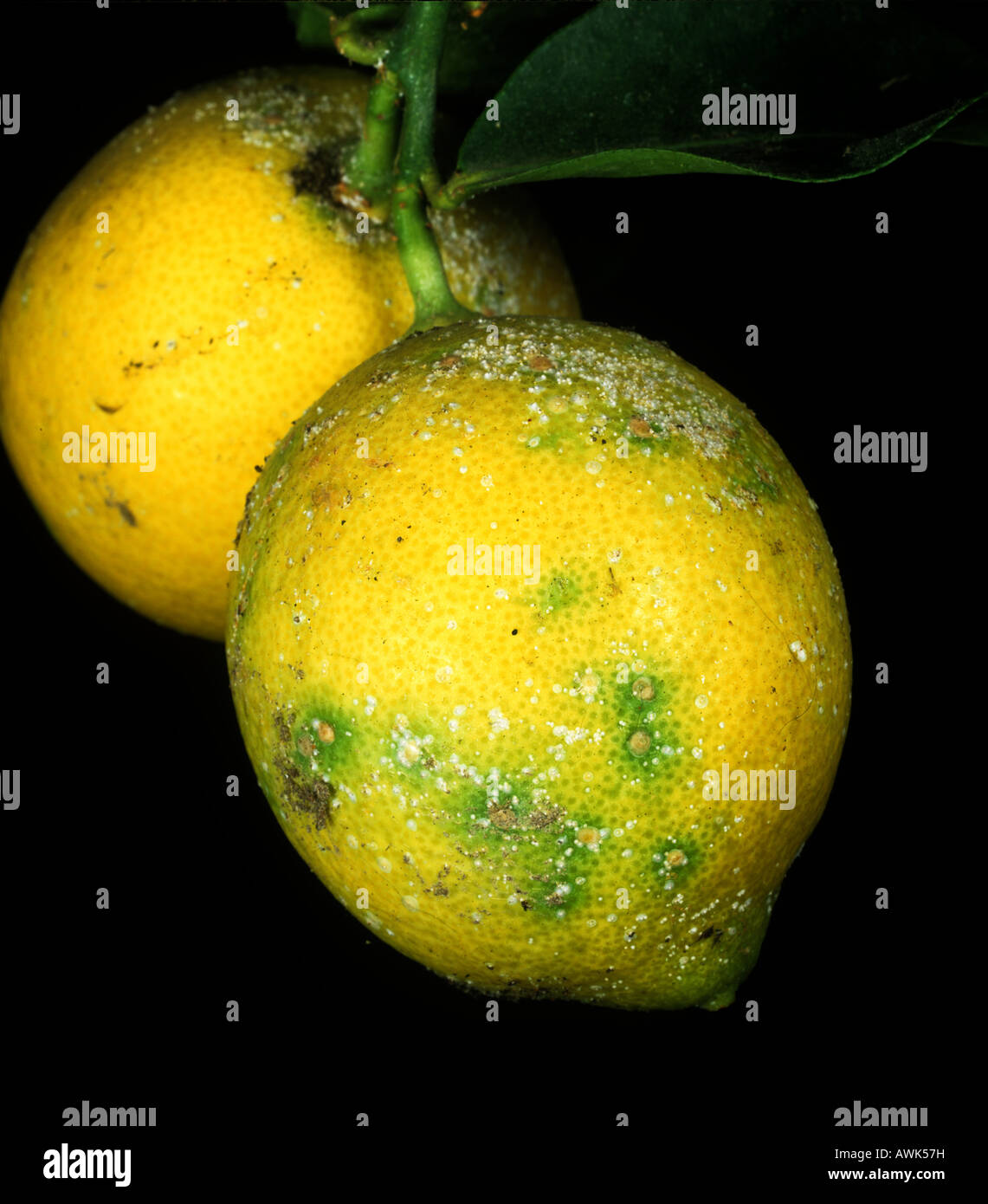 Yellow scale insect Aonidiella citrina on the surfacve of lemon fruit ...