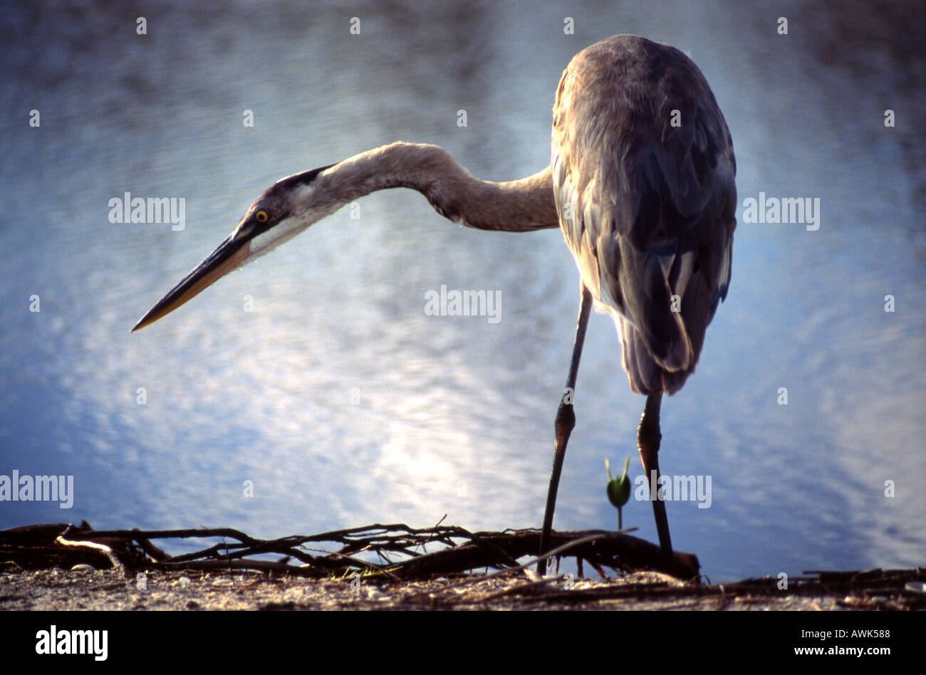 Great Blue Heron Hunting Stock Photo - Alamy