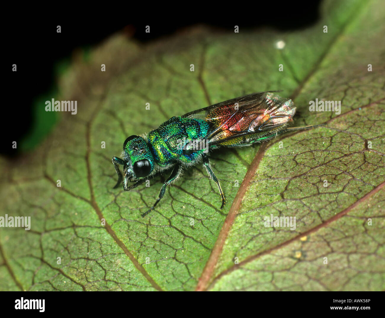 Ruby tailed wasp Chrysis ignita adult brightly coloured wasp Stock ...