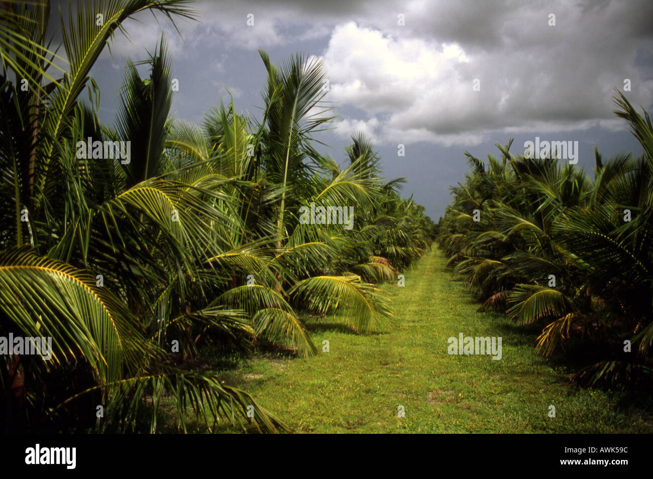 Stormy Tropical Jungle Path Stock Photo - Alamy