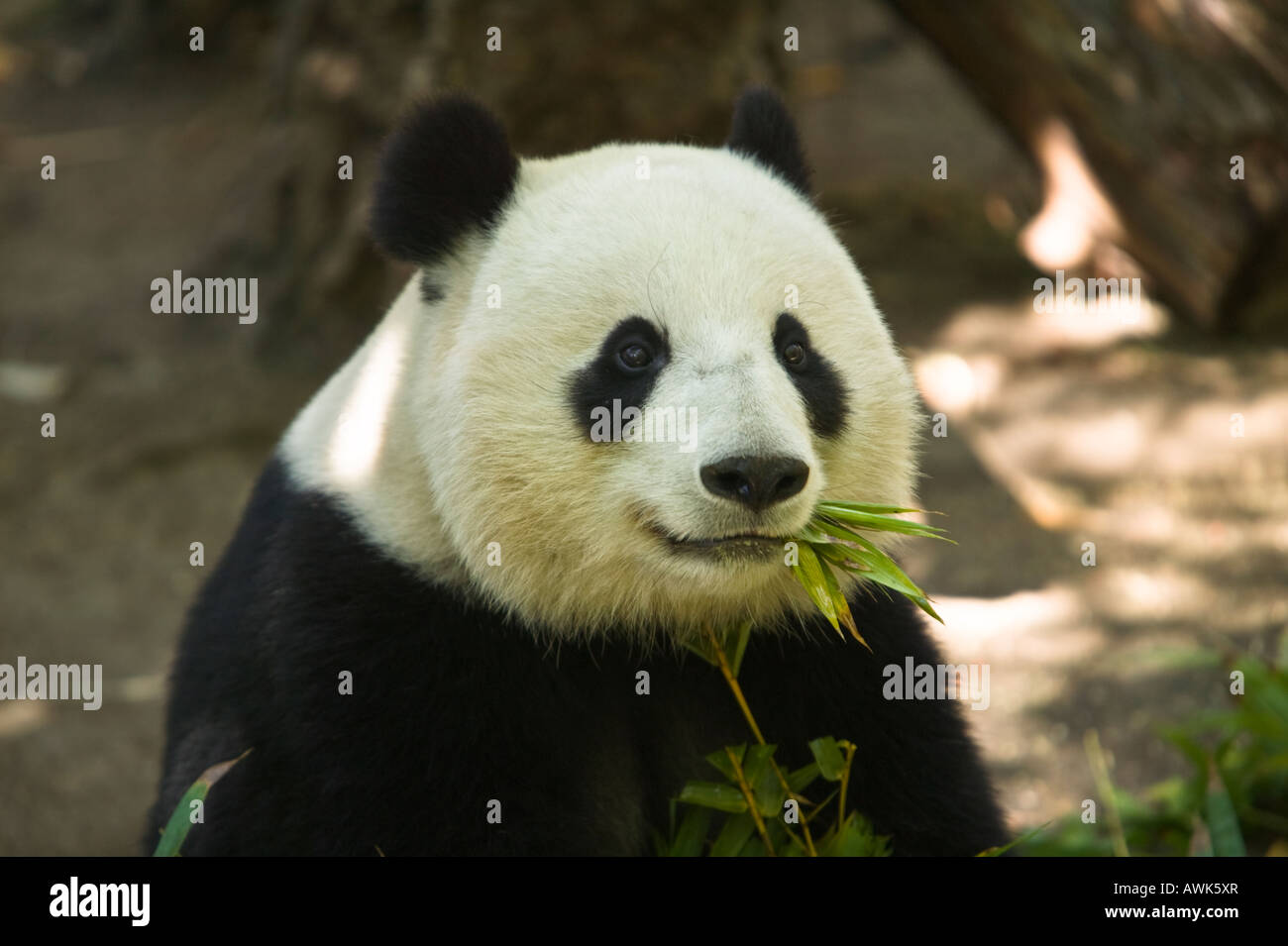 Panda bear San Diego, Zoo California, USA Stock Photo - Alamy