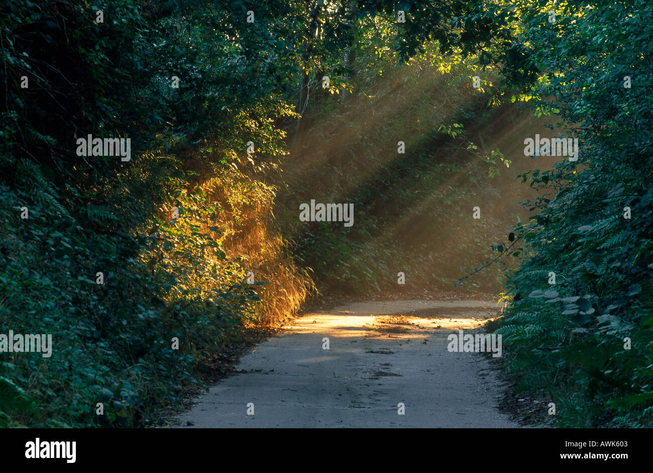 Sun rays falling on narrow forest track Stock Photo - Alamy