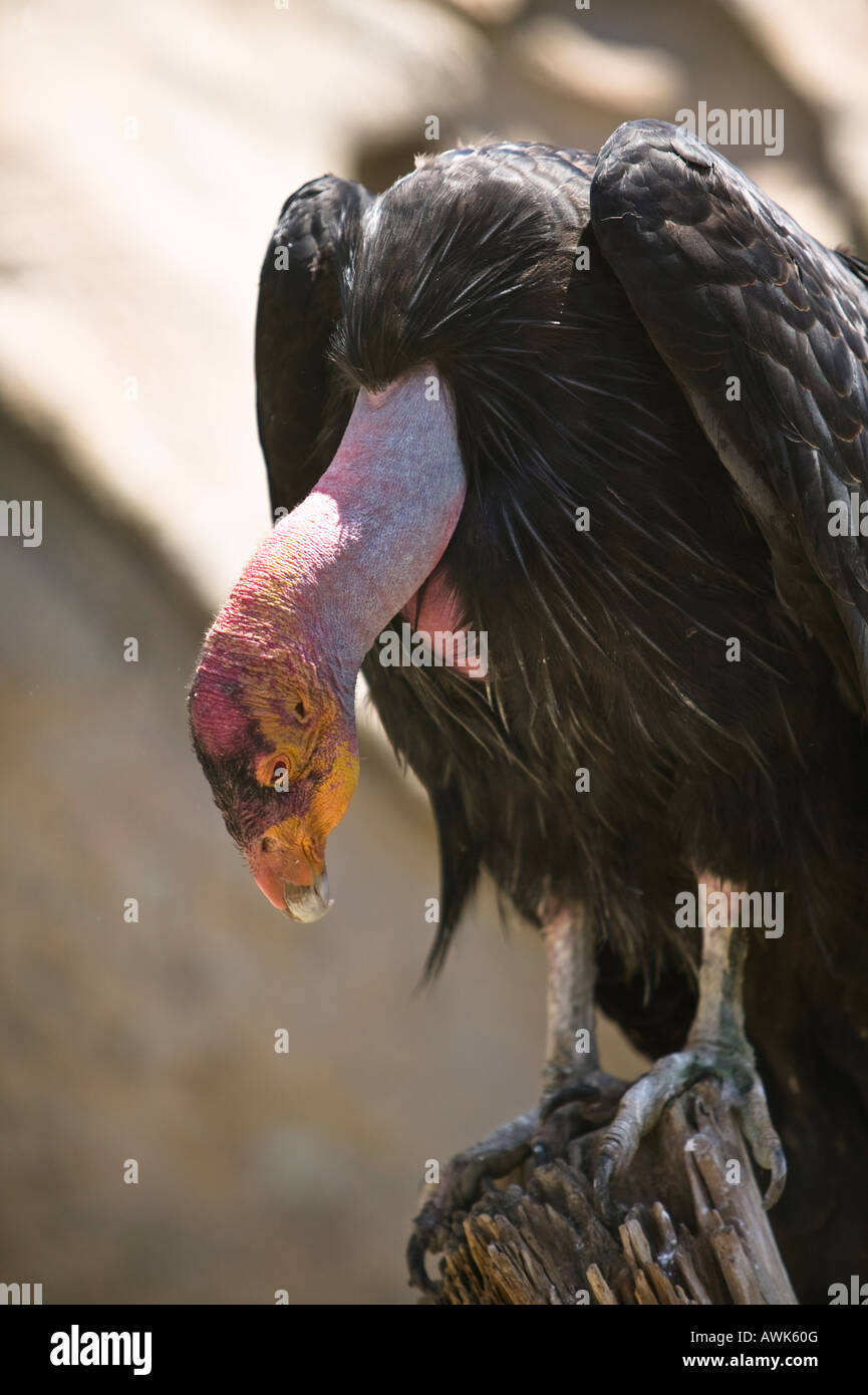 California condor hi-res stock photography and images - Alamy