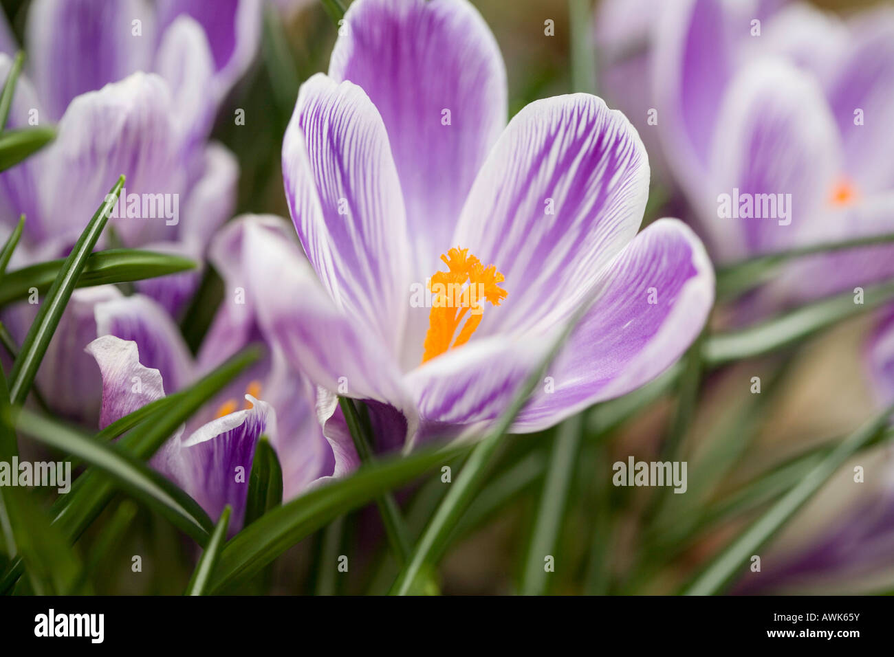 King burst hi-res stock photography and images - Alamy