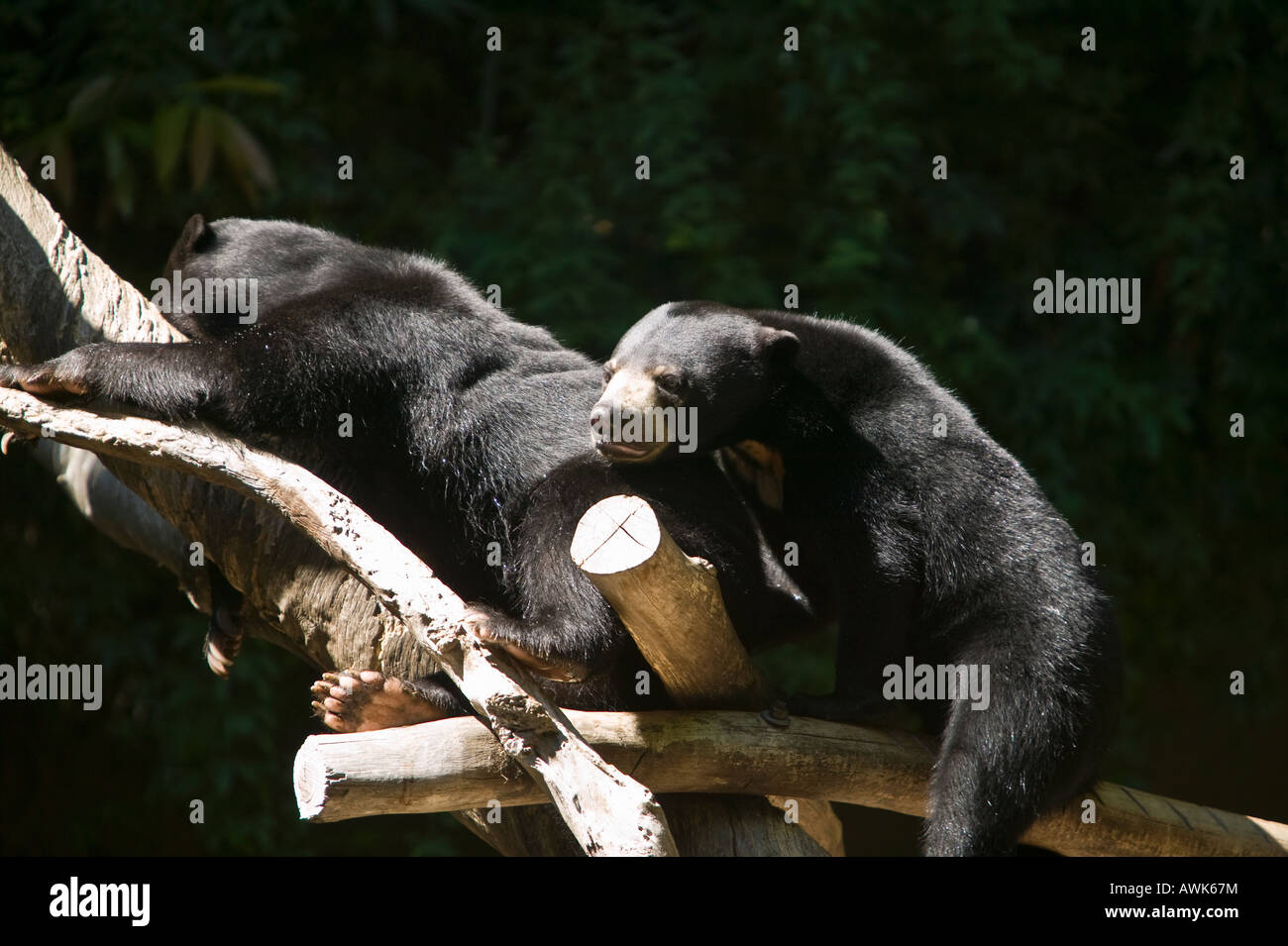 Sun bear San Diego, Zoo California, USA Stock Photo - Alamy