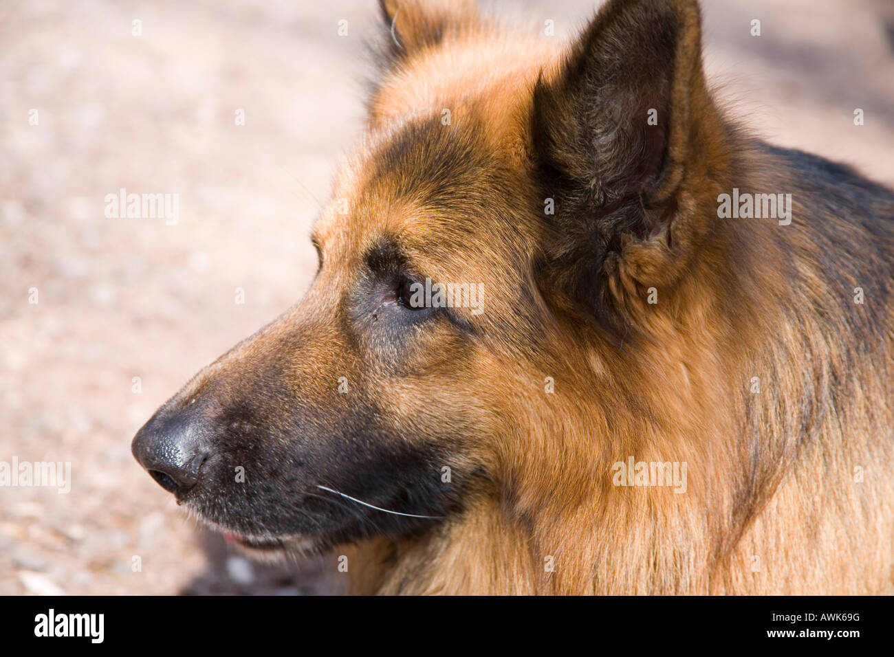 Beautiful old german shepherd hi-res stock photography and images - Alamy