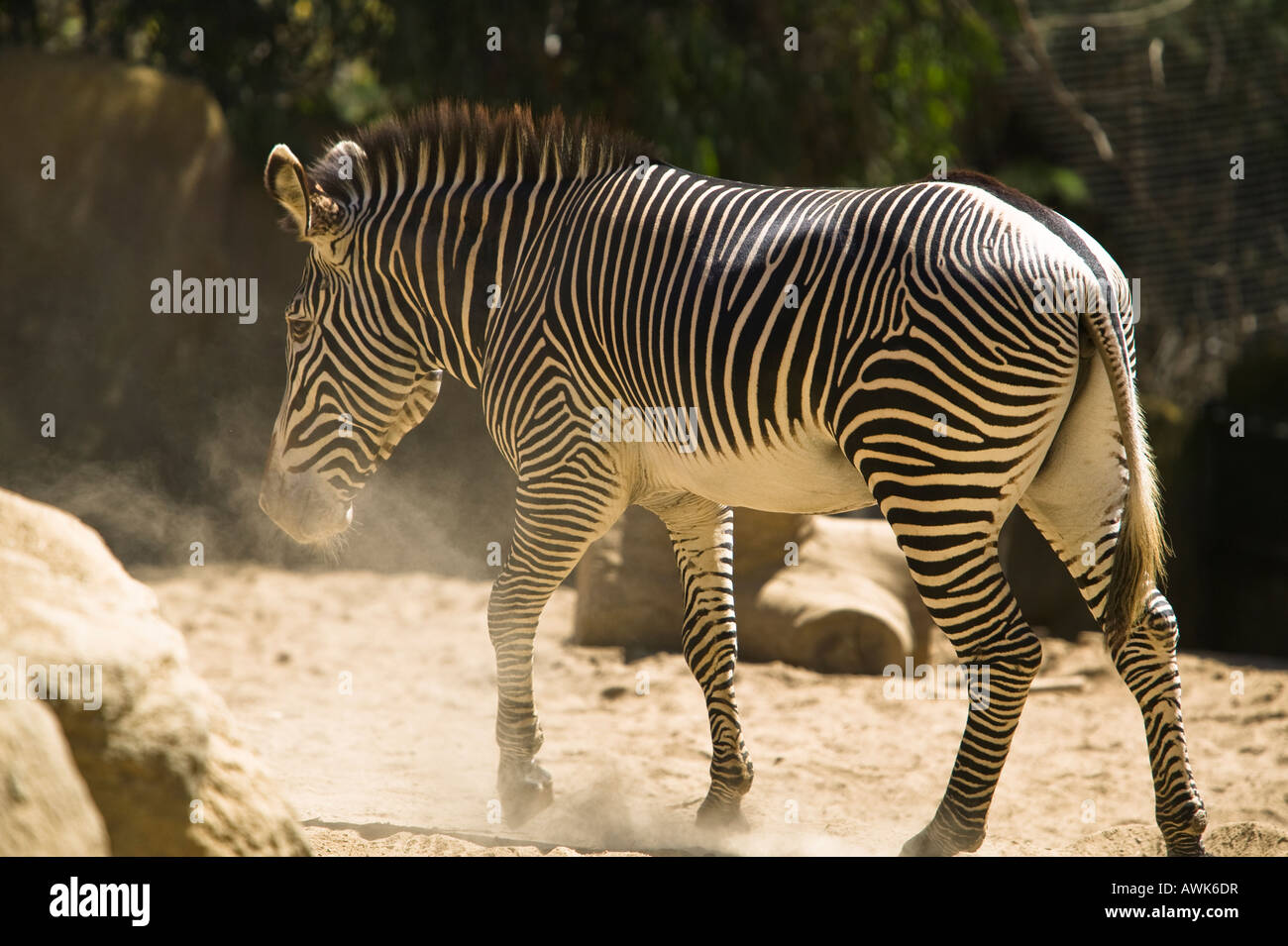 Zebra san diego zoo california hi-res stock photography and images - Alamy