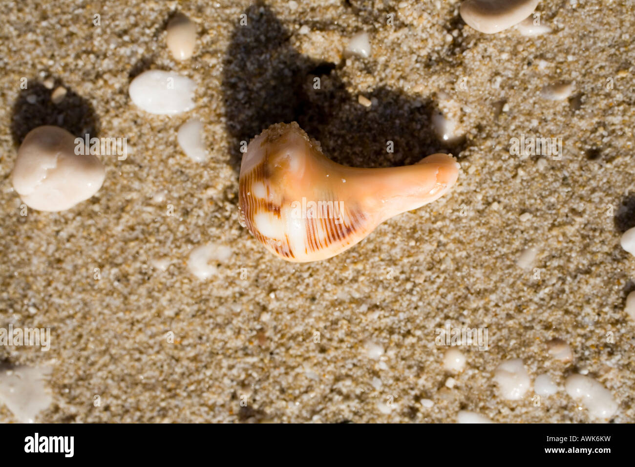 shell in the sand at the beach Stock Photo - Alamy