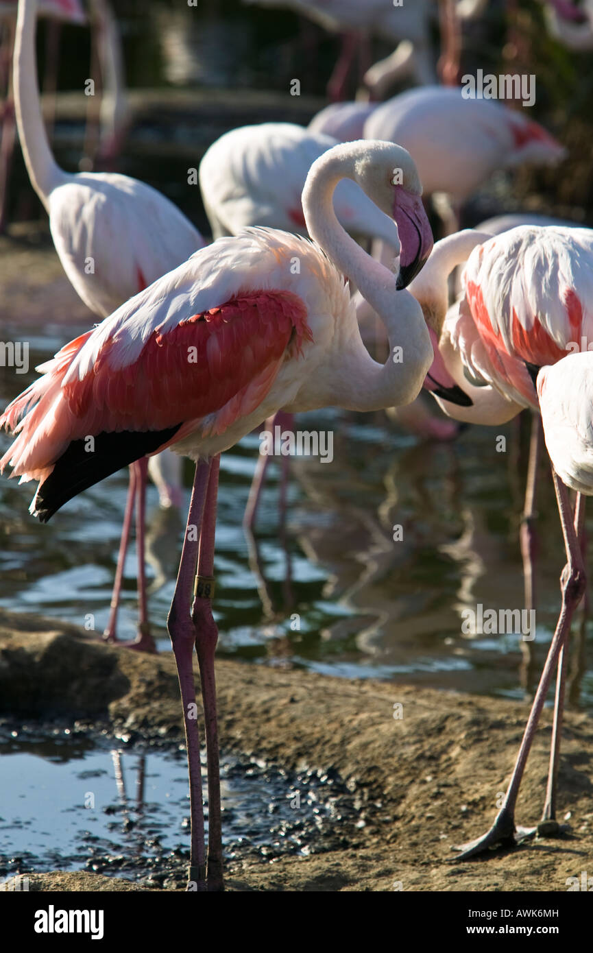 Flamingos San Diego, Wild Animal Park, Escondido, California, USA Stock ...
