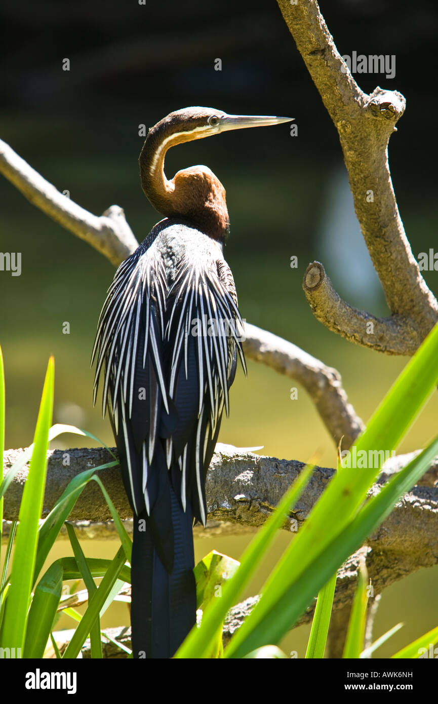 African Darter bird San Diego, Zoo California, USA Stock Photo - Alamy