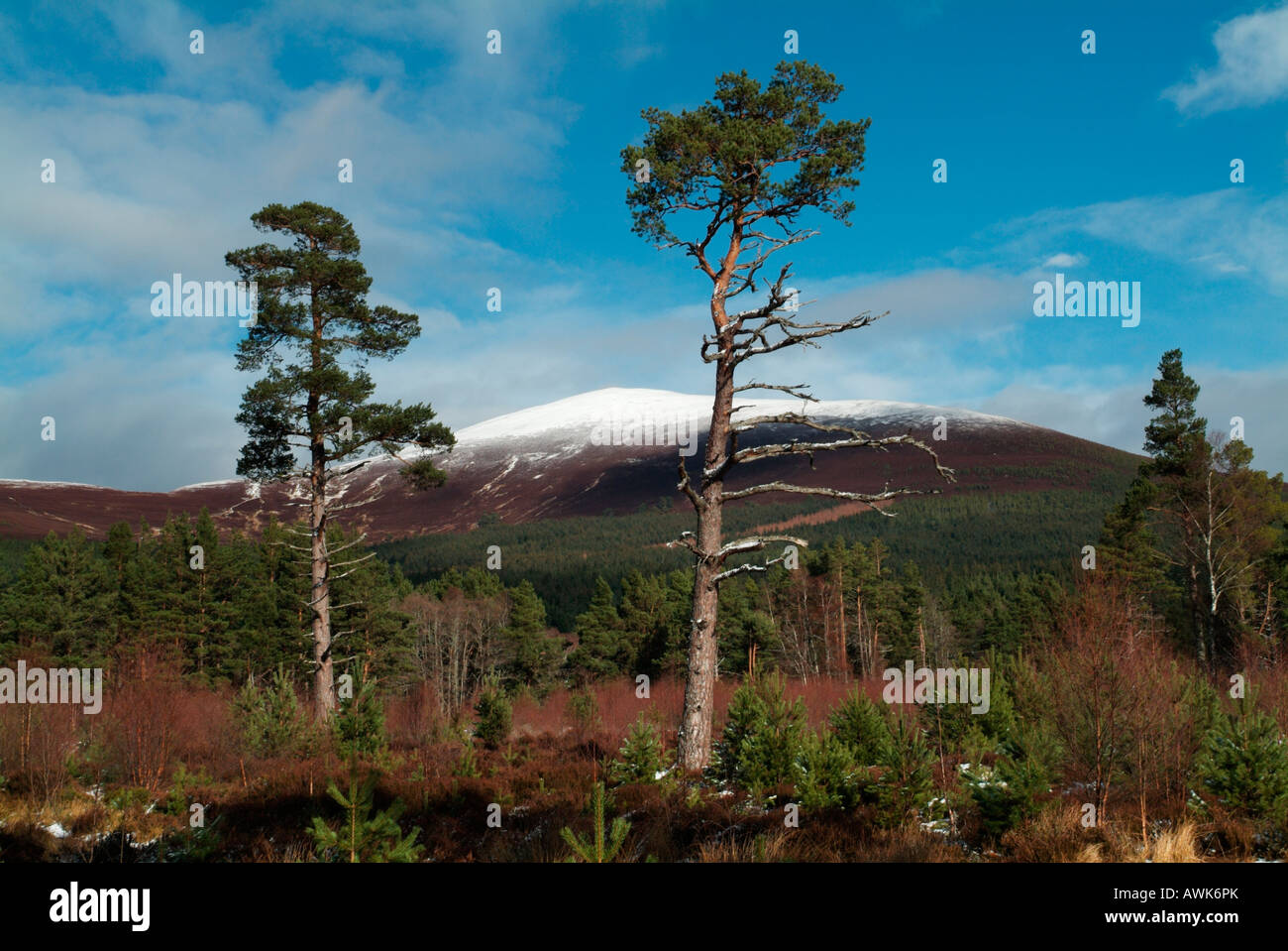 Scottish pinewood forest hi-res stock photography and images - Alamy