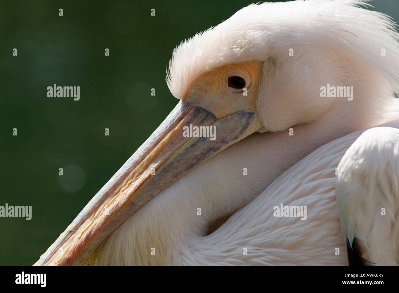 head of a pelican Stock Photo - Alamy