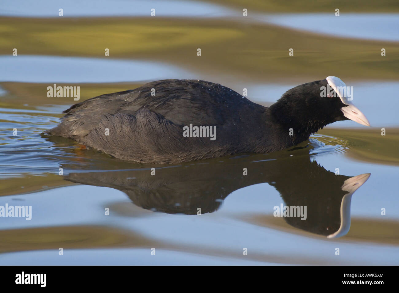 Coot (Fulica Atra) on green blue water with clear reflection ...