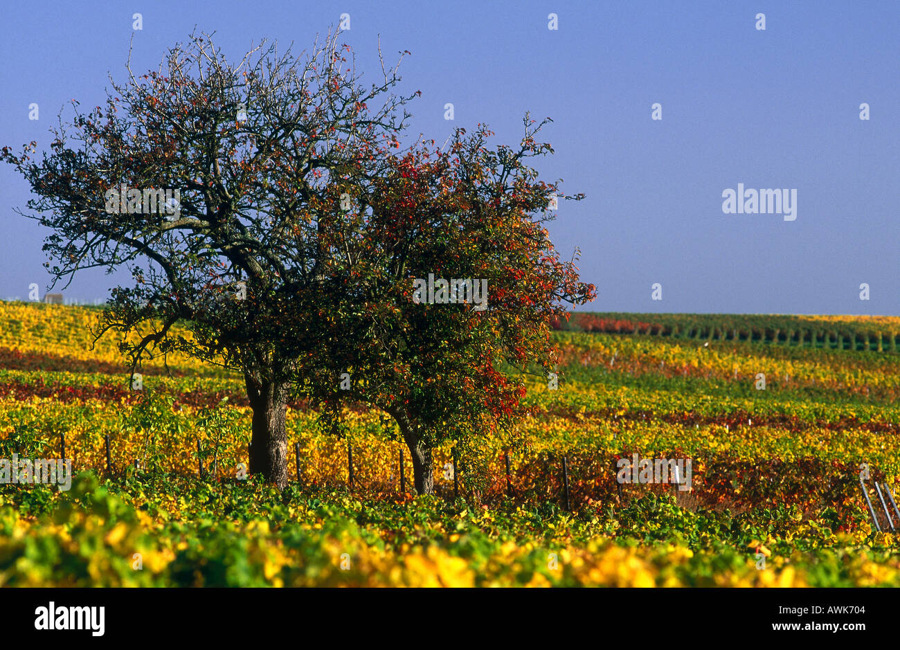 Trees in vineyard Stock Photo - Alamy