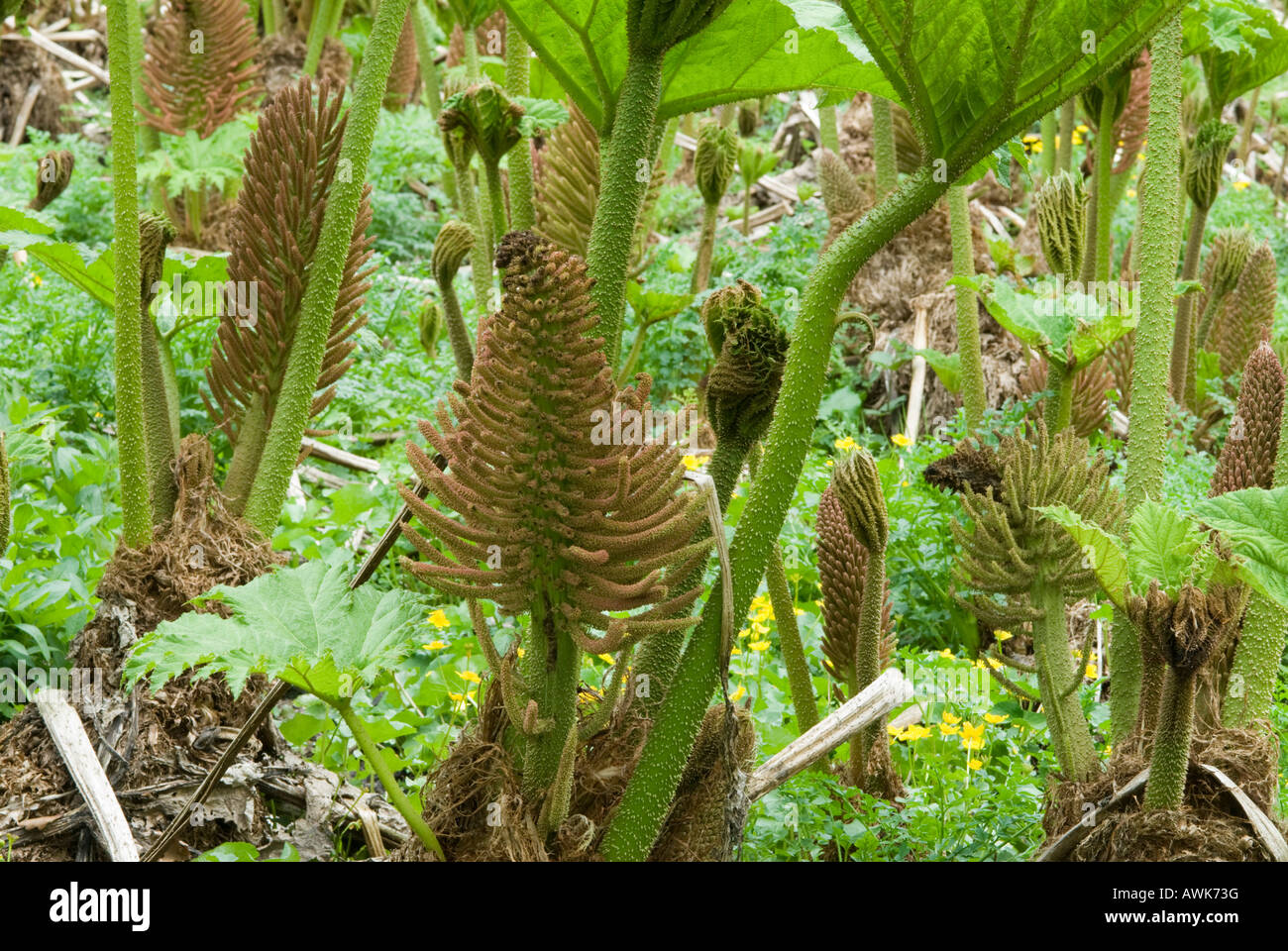 Gunnera leaves hi-res stock photography and images - Alamy