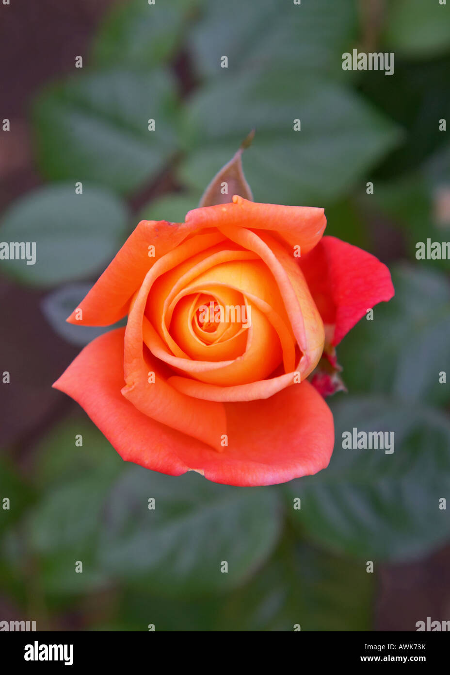 Portrait of a rose Stock Photo - Alamy