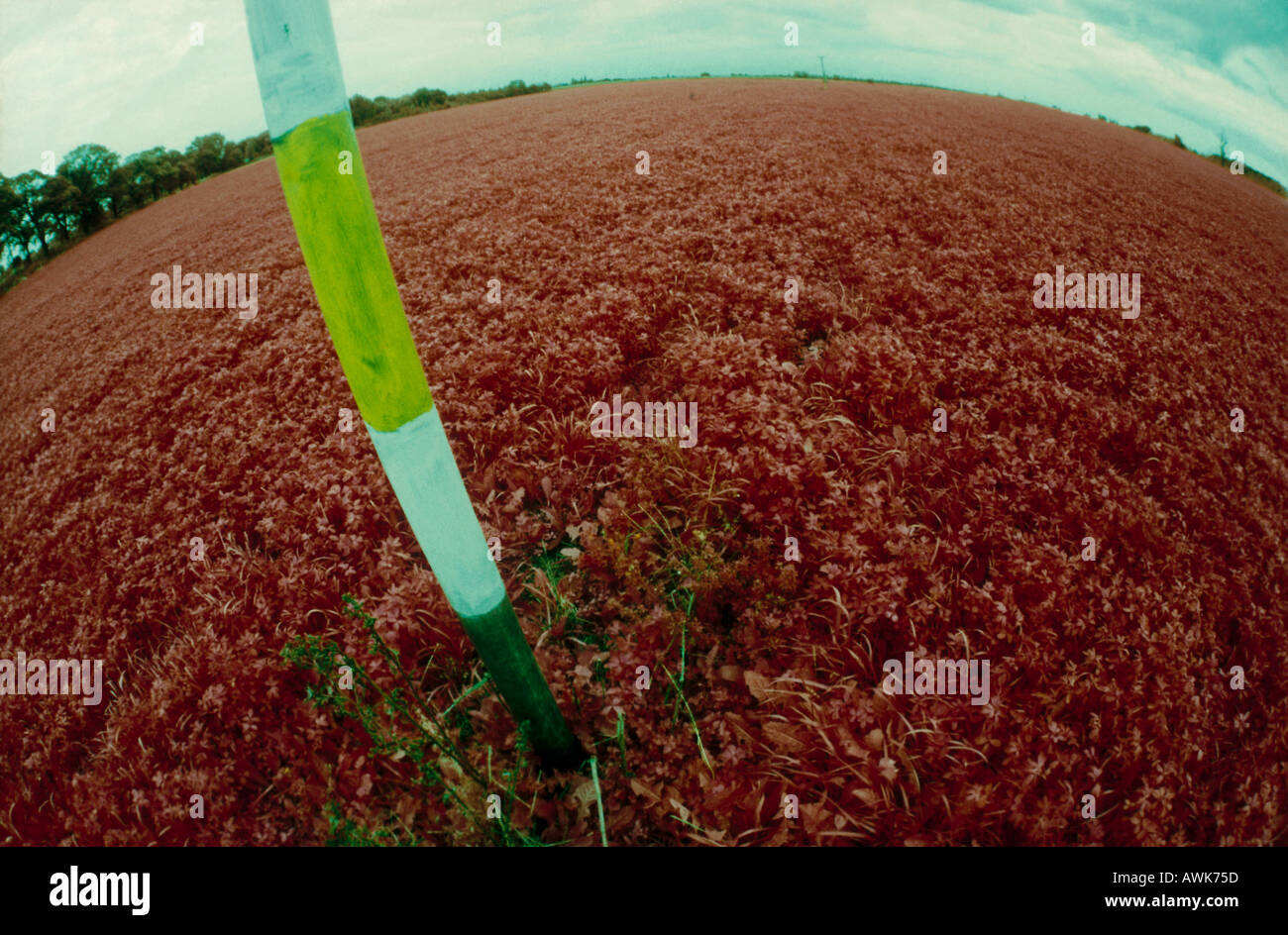 Stake fields hi-res stock photography and images - Alamy