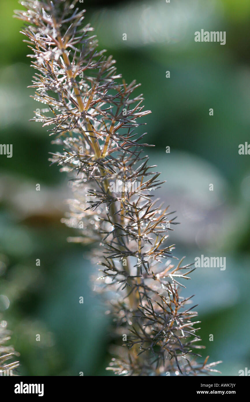 Fennel plant illuminated by morning sun Stock Photo - Alamy