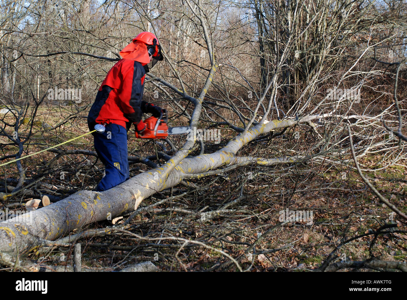 Worker chop tree branch hi-res stock photography and images - Alamy