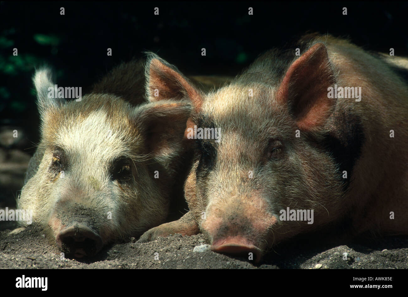 Close-up of two pigs sleeping Stock Photo - Alamy