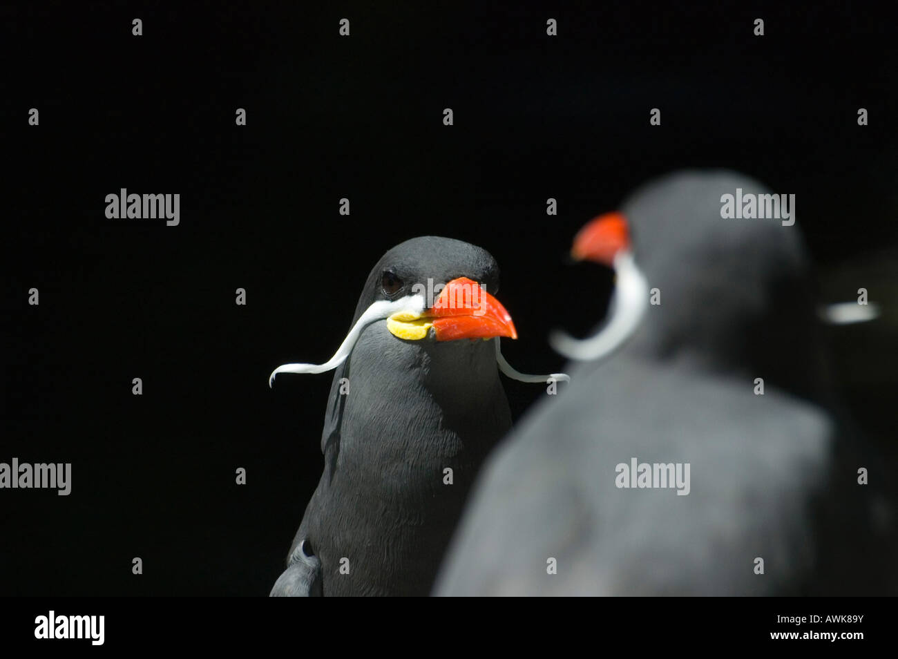 Resemblance to an animal hi-res stock photography and images - Alamy