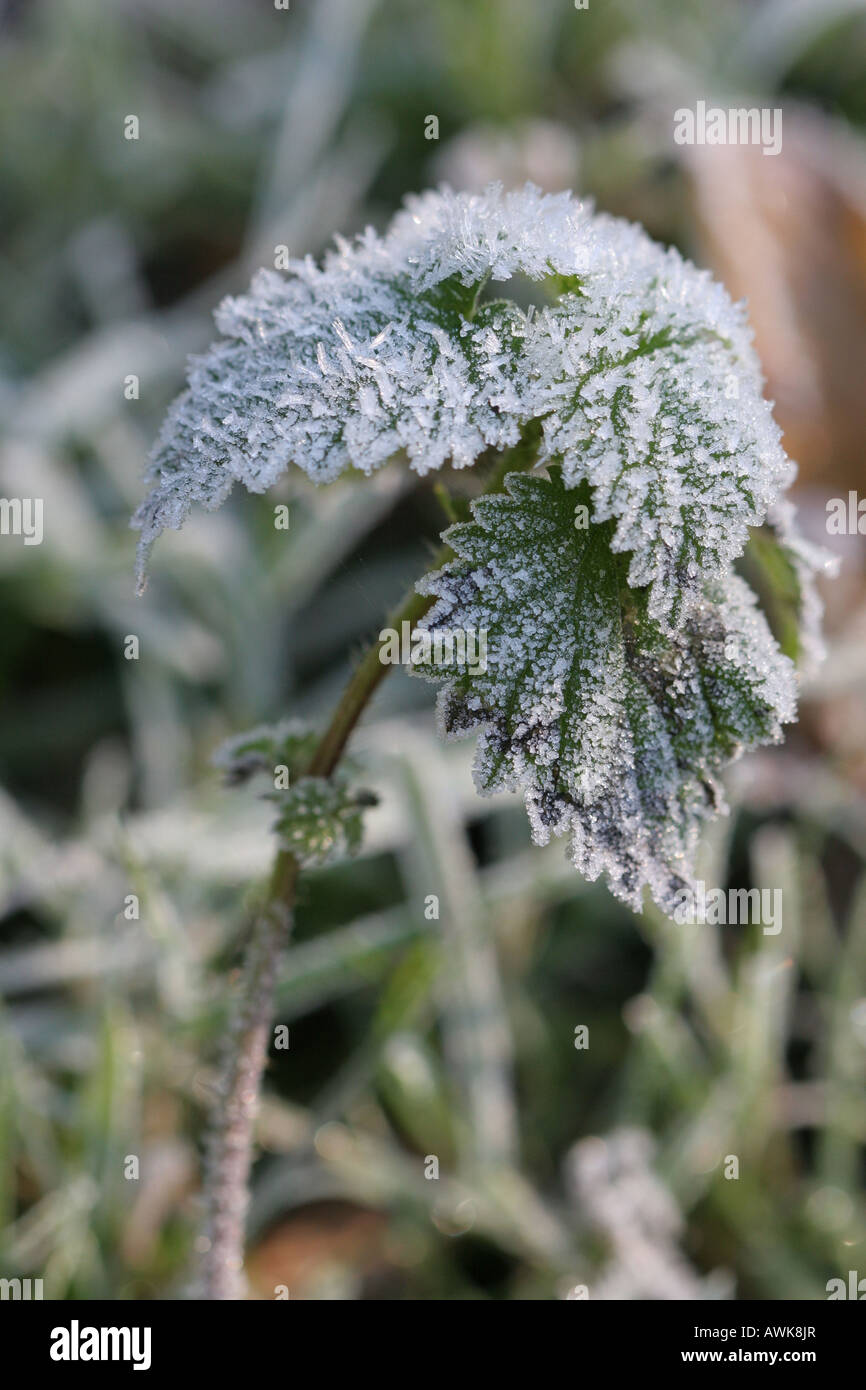nettle plant covered in frost on a cold winter's morning Stock Photo ...