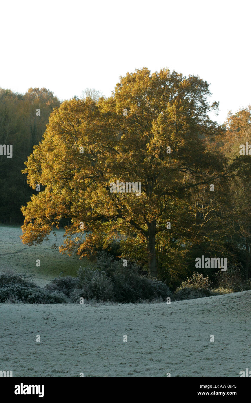 Golden oak tree in frosty landscape on cold winter morning Stock Photo ...