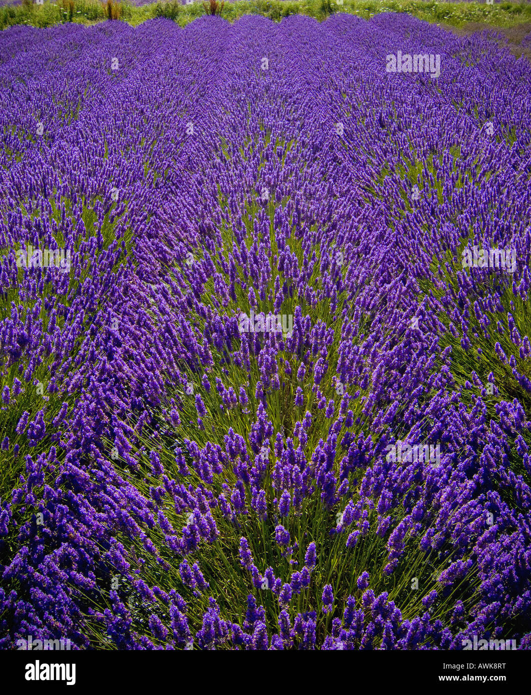 Rows of purple flowering lavender plants at a UK lavender farm Stock ...