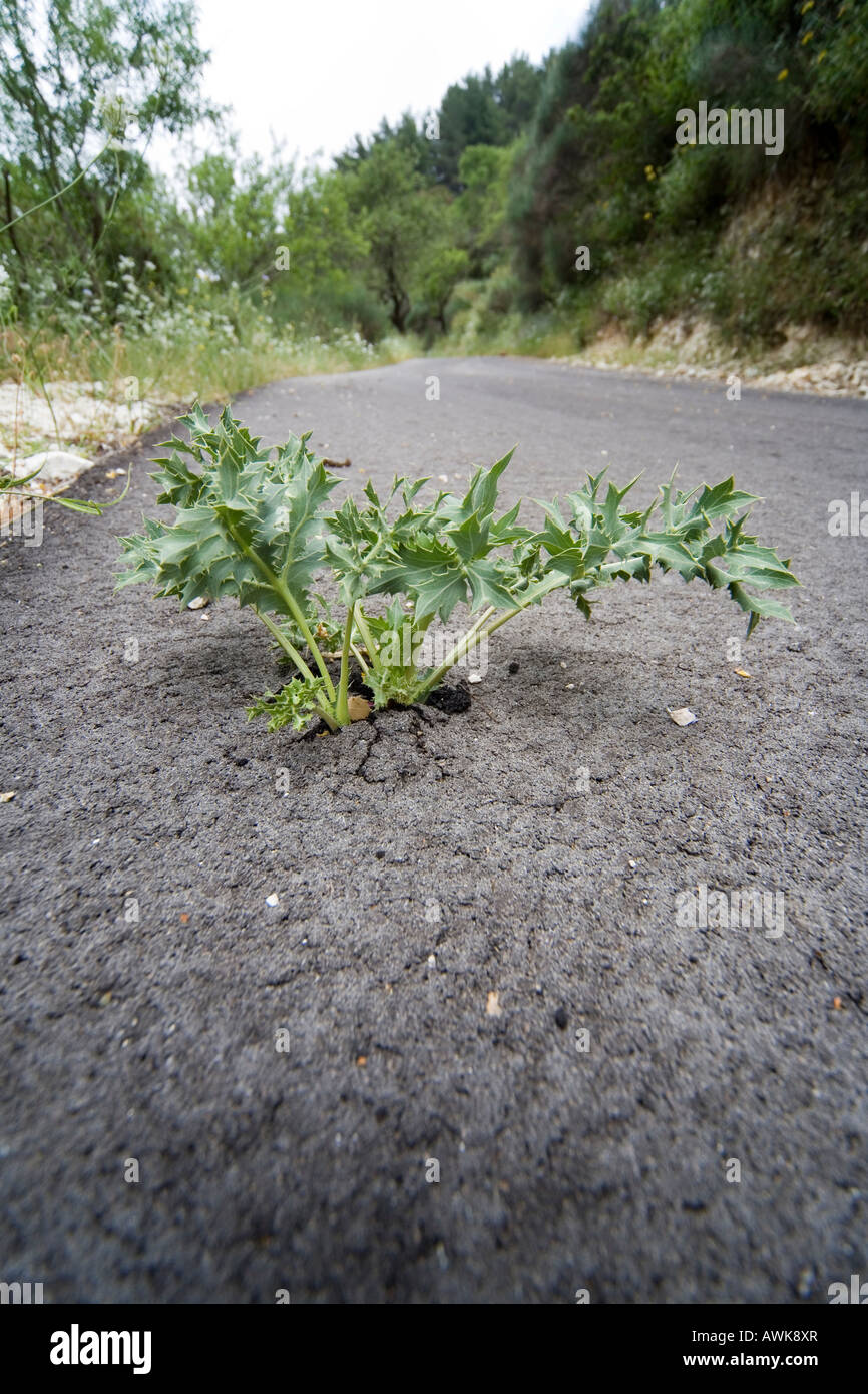 Plant breaking through asphalt street hi-res stock photography and ...