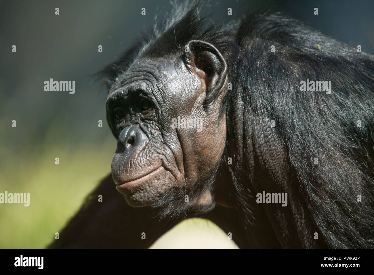 Bonobos San Diego, Zoo California, USA Stock Photo - Alamy